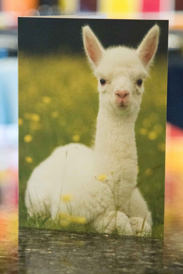 Alpaca Cards - Alpaca Walking - Spring Farm Alpacas