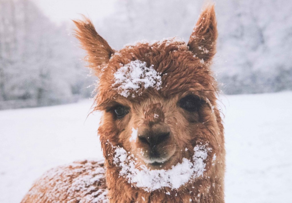 Alpaca Cards - Alpaca Walking - Spring Farm Alpacas