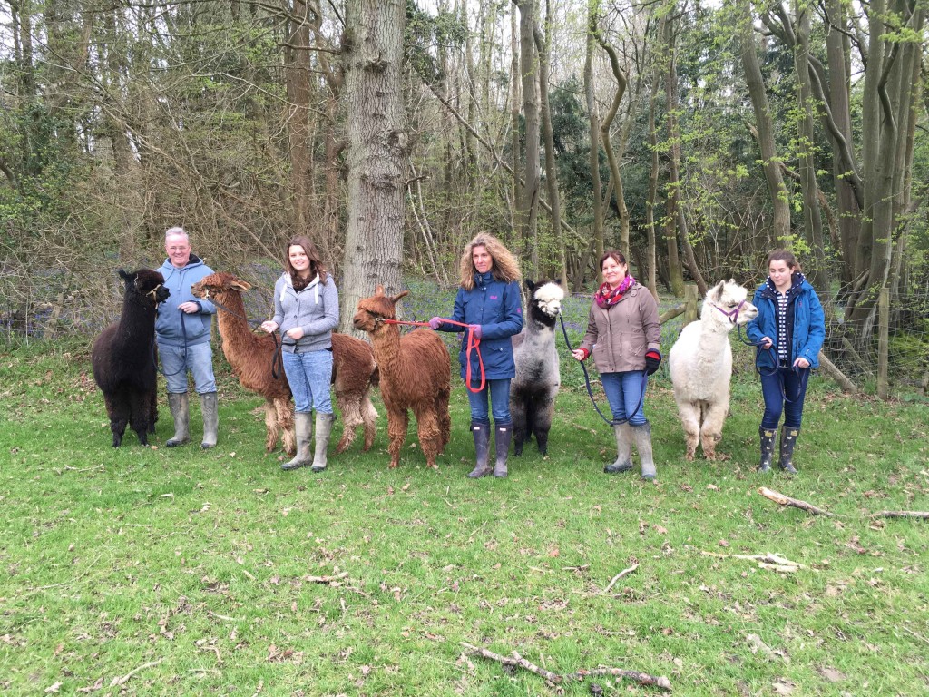Bluebell walk - Alpaca Walking - Spring Farm Alpacas