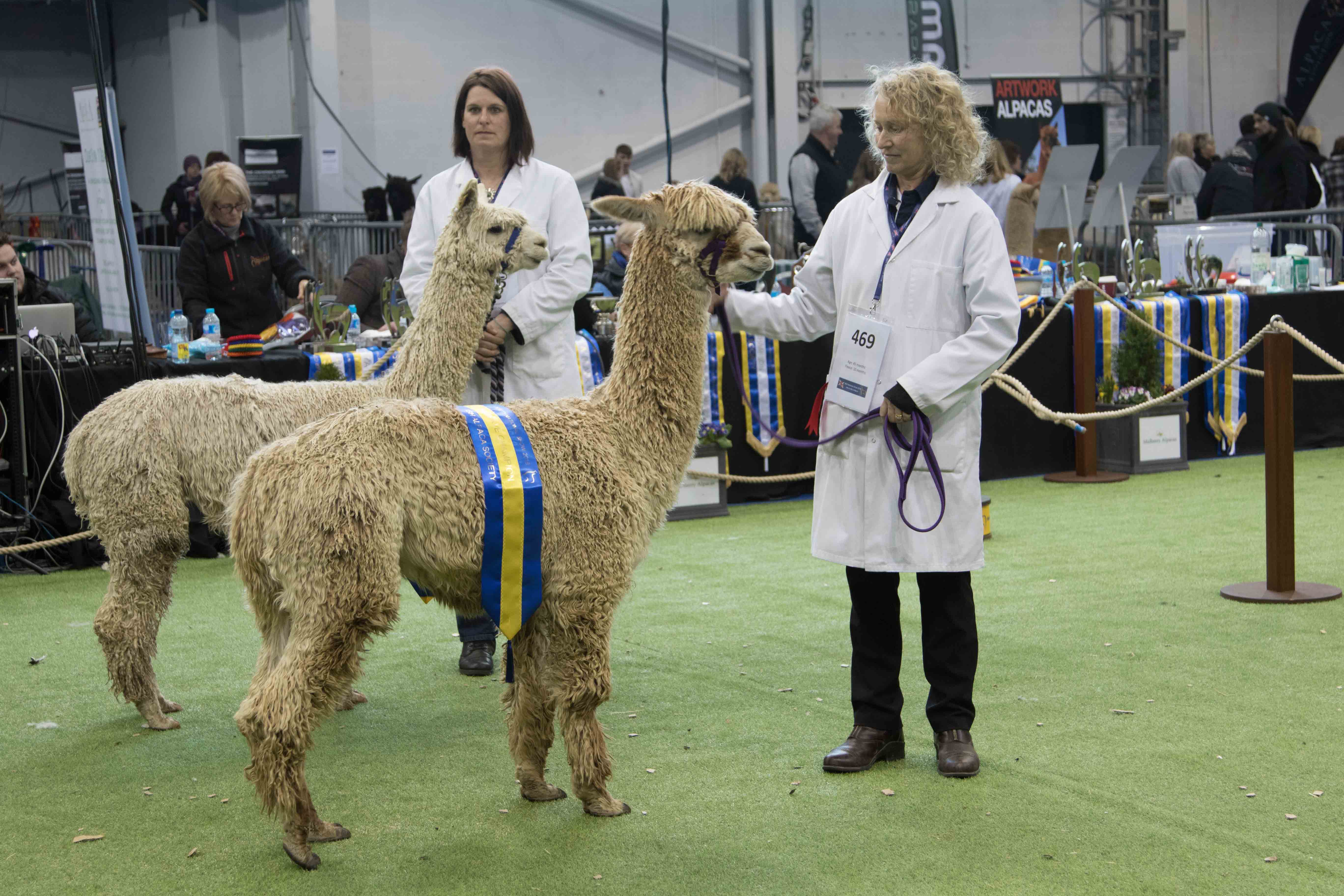 BAS National 2018 - Alpaca Walking - Spring Farm Alpacas