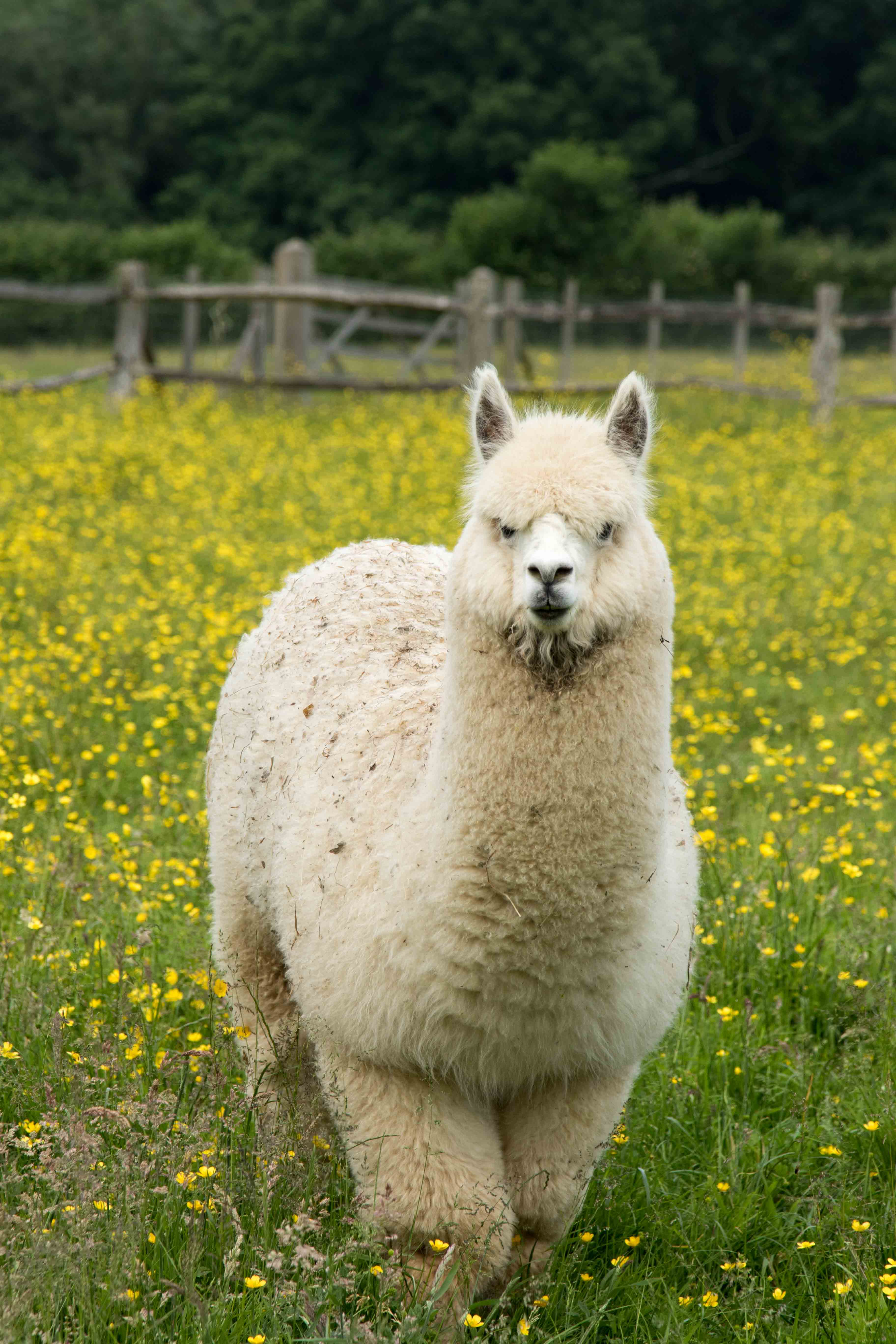 Superman! - Alpaca Walking - Spring Farm Alpacas