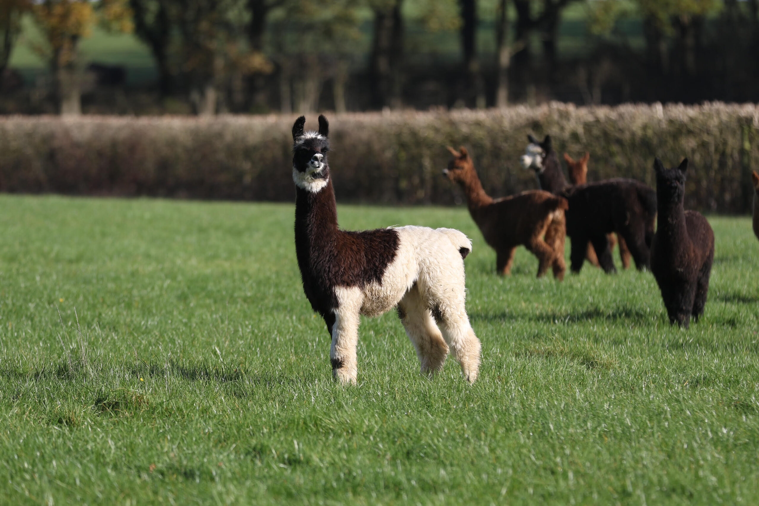 ALPACA WALKING REOPENS 4TH DECEMBER! - Alpaca Walking - Spring Farm Alpacas