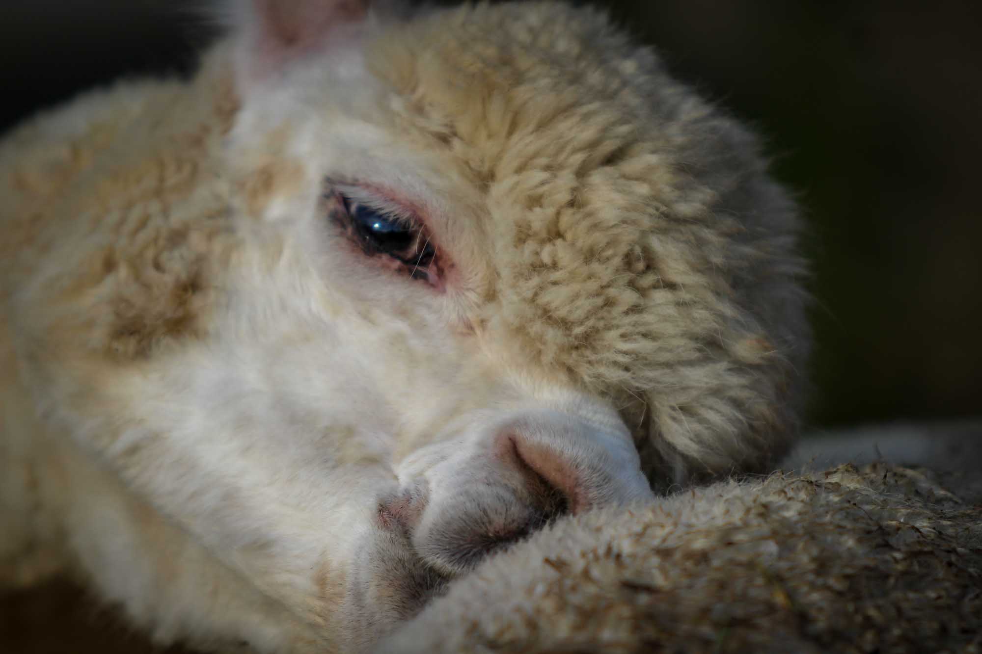 Alpaca Photography Day - Alpaca Walking - Spring Farm Alpacas