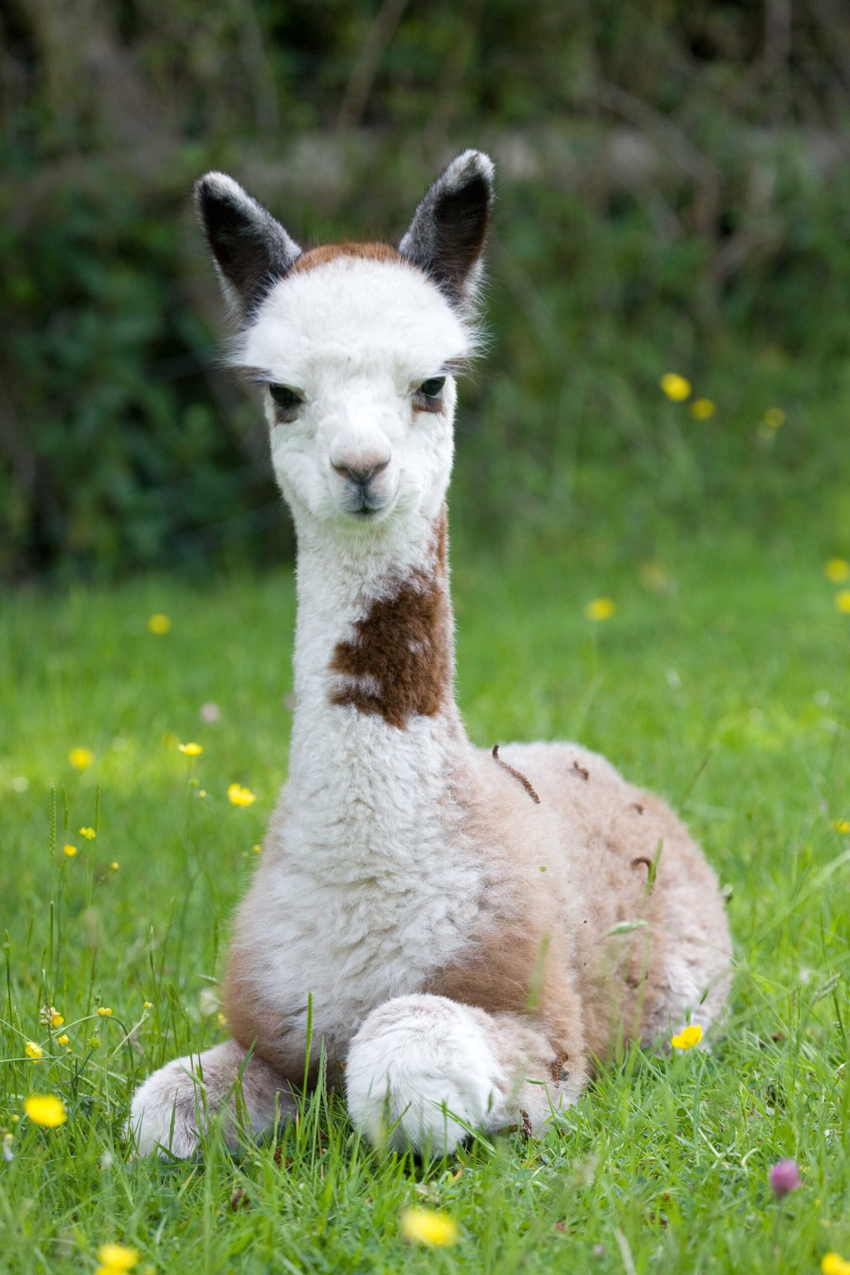 Alpaca Photography Day - Alpaca Walking - Spring Farm Alpacas